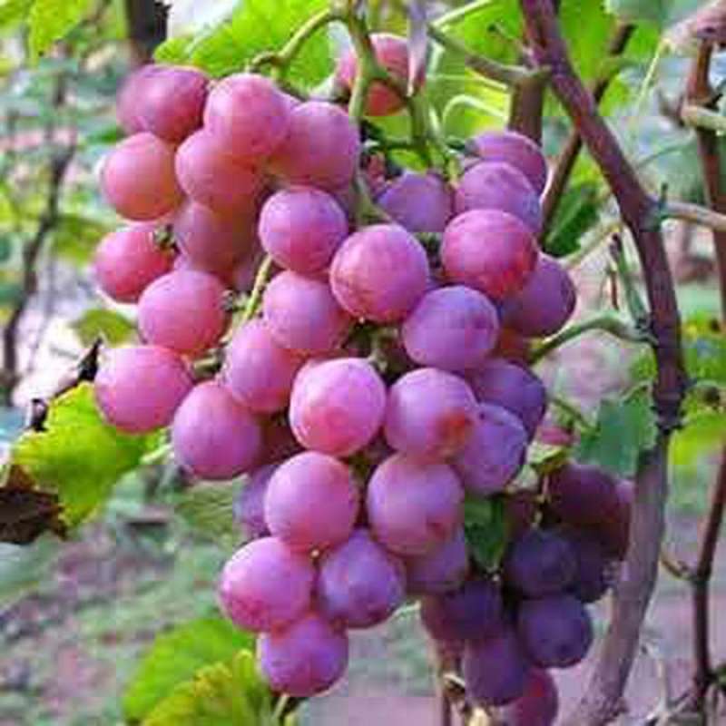 Jual Promo Bibit Pohon Anggur Merah - Buah Anggur - Tanaman Anggur ... Jual Promo Bibit Pohon Anggur Merah - Buah Anggur - Tanaman Anggur ...