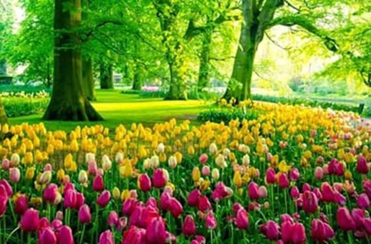 Wallpaper Pemandangan Taman Bunga