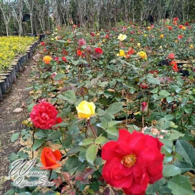 Jual Tanaman Bunga mawar hidup bisa pilih warna mawar asli bibit bunga ...