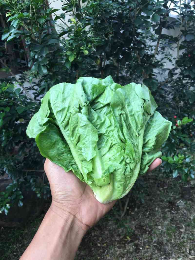 Jual Romain lettuce selada romaine - 500 gram Halal di Seller SayFruit ...