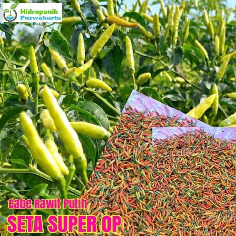 Jual Benih Cabai Cabe Rawit Seta Super Isi 10 gram Cap Mutiara Bumi di ...