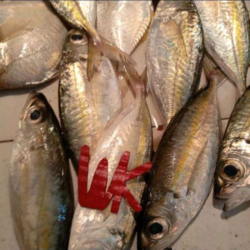 Jual Ikan Tude Oci 1 Kg di Seller WARONK KAWANUA - Cakung Timur, Kota ...