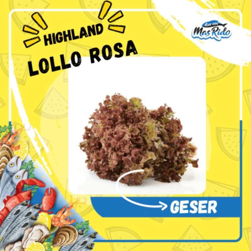 Jual Ikan Asin Mas Rido Salanova Lollo Rosa Highland Salad Sayuran ...