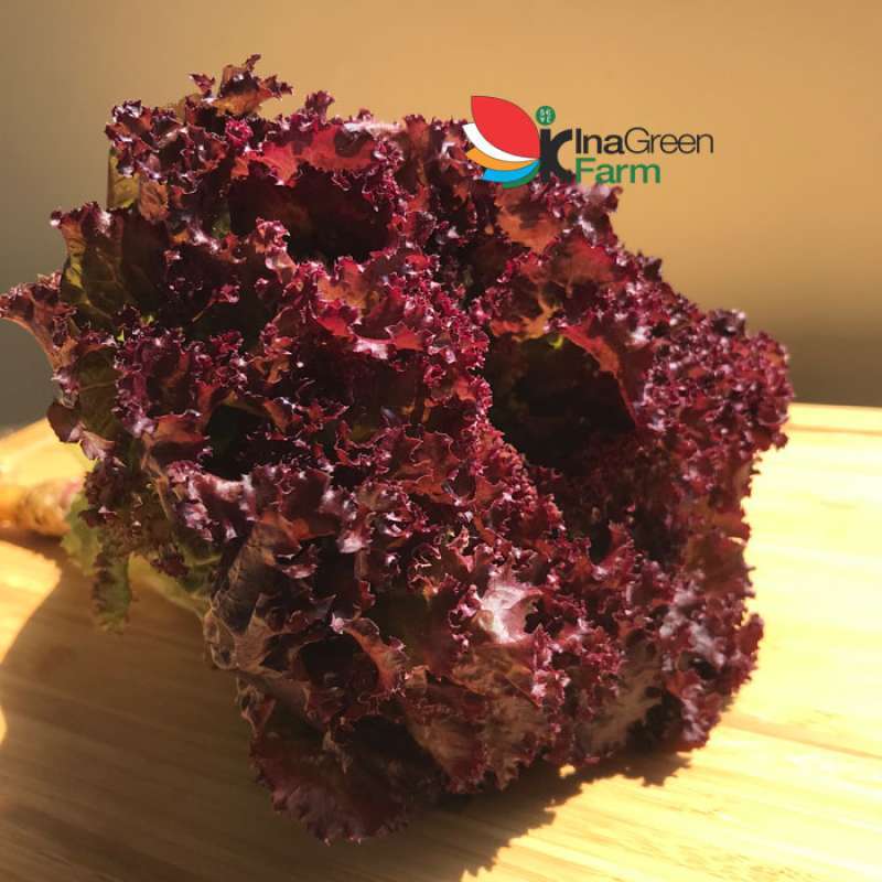 Jual Sayur Selada Keriting Merah Lolorosa Organik Inagreen 250 Gram ...