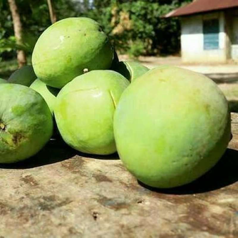 Jual Bibit Tanaman Buah Mangga Kelapa-Mangga Apel di Seller Bibit enam ...
