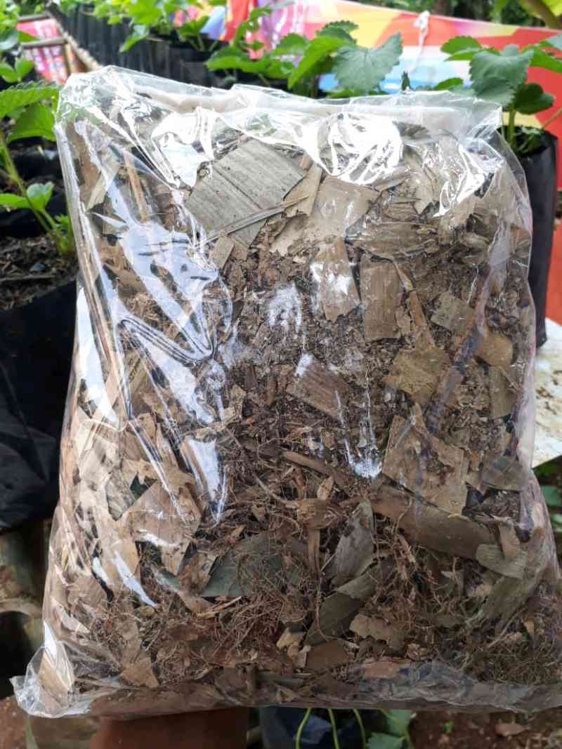 Jual Humus Daun Bambu Media Tanam 500 gram di Seller R12_Shop - Rende ...