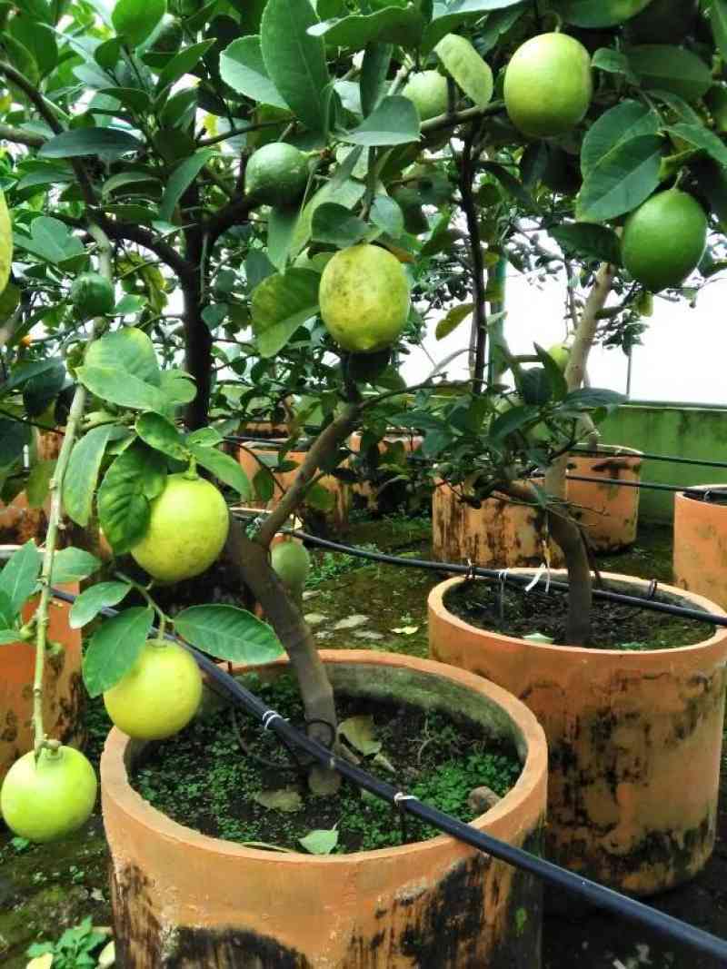 Jual Bibit Tanaman Buah Jeruk Lemon Seadles Di Seller Taufik Bibit ...