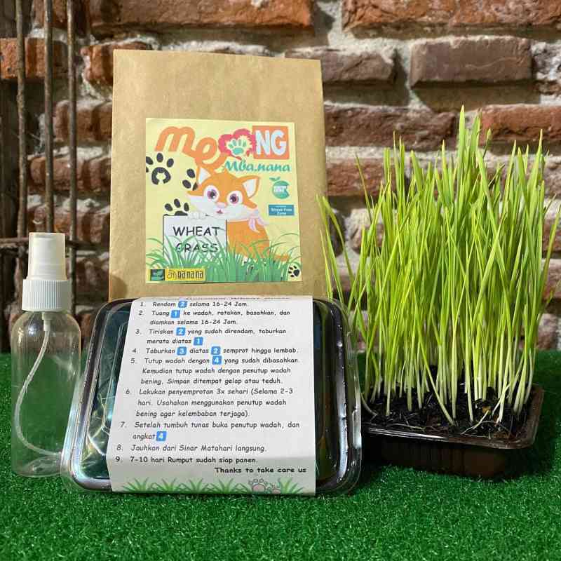 Jual Rumput Kucing, Wheat Grass, Paket Lengkap Menanam, Cat, Starter ...