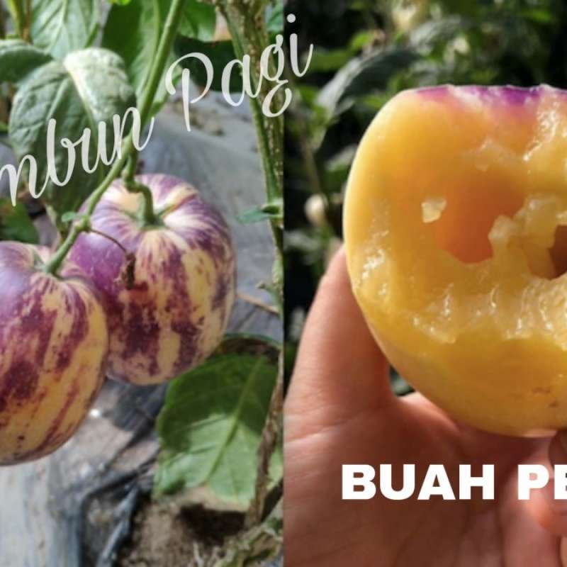 Jual Bibit buah Pepino kuning atau Buah melodi kuning di Seller Bibit ...