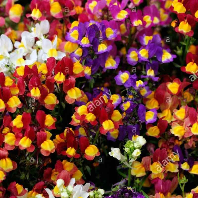 Linaria Maroccana