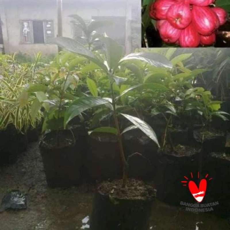Jual bibit pohon jambu air bol jamaica/tanaman buah jambu air bol ...