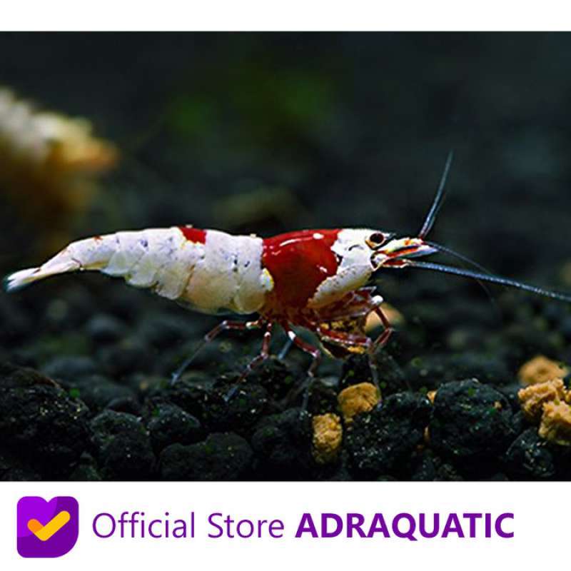 Jual UDANG HIAS RED HINOMARU CHERRY SHRIMP NEOCARIDINA AIR TAWAR di ...