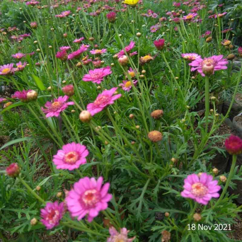 Jual Tanaman Hias Bunga Daisy Warna Ungu Di Seller Inas Harun - Inas ...