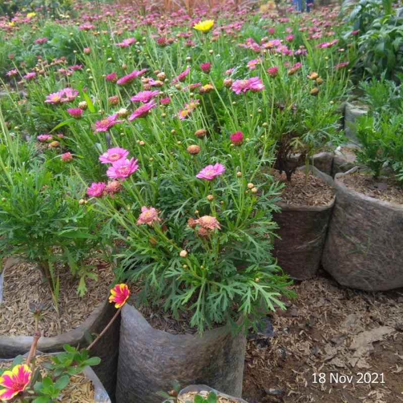 Jual Tanaman Hias Bunga Daisy Warna Ungu Di Seller Inas Harun - Inas ...