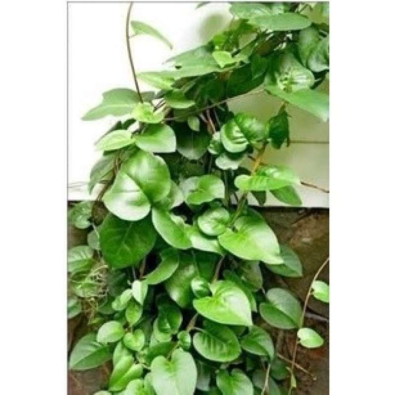 Promo Daun Binahong Segar 500gram Obat Herbal Diskon 45 Di Seller