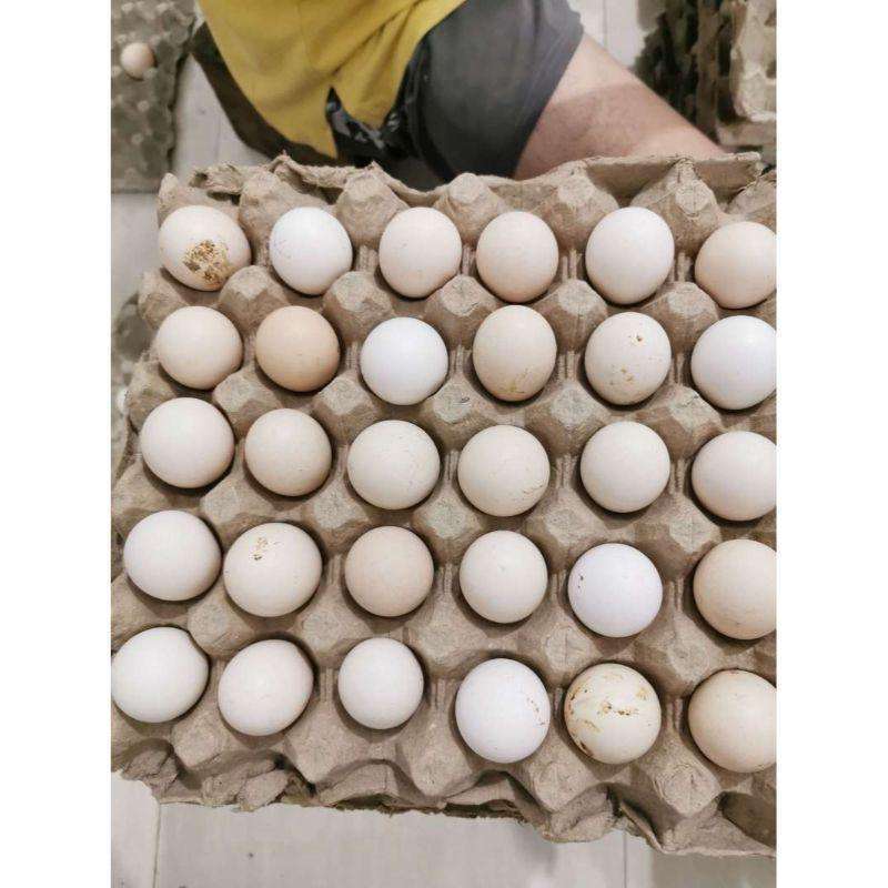 Jual Telur ayam kampung (5 Butir) di Seller Marlin Jaya Makmur - Kota ...
