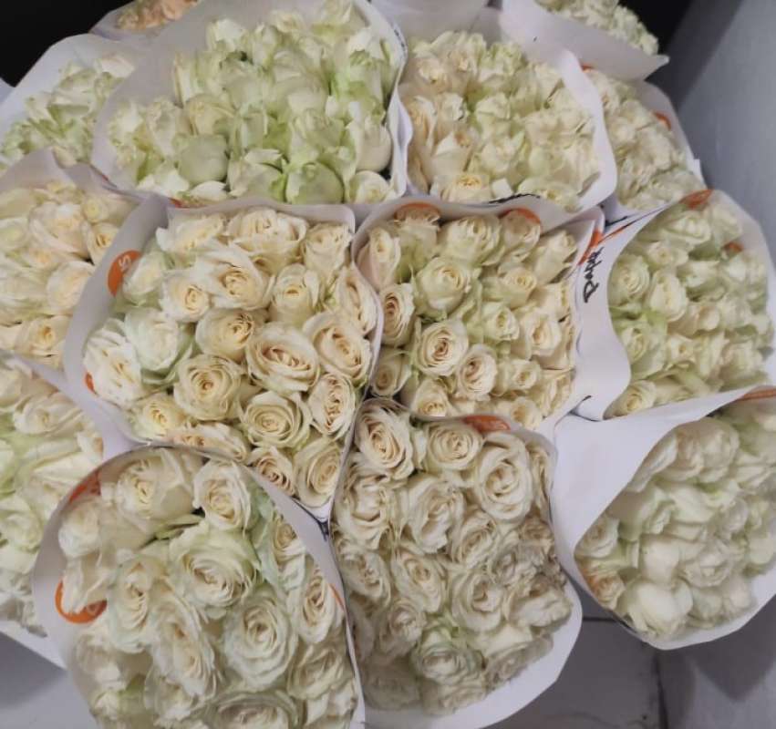 Jual Mawar Putih Malang (Lokal) Segar di Seller Agra - Wanajaya, Kab ...