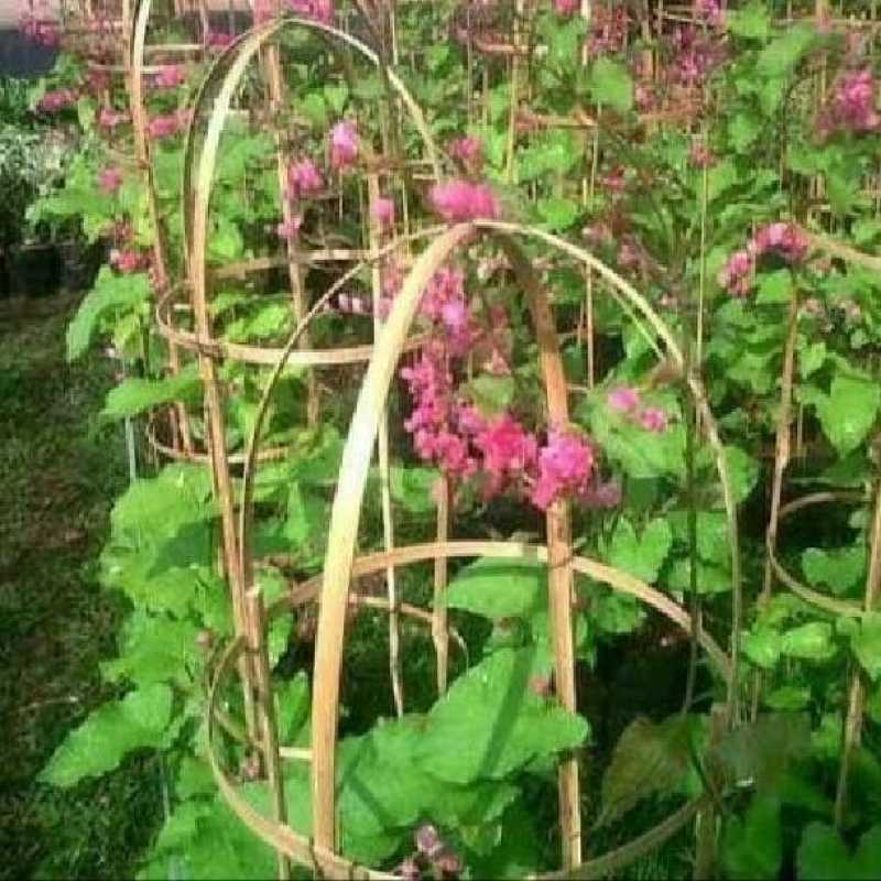 Jual Tanaman Air Mata Bunda 💯 Harga Murah & Kualitas Terbaik Oktober 2025