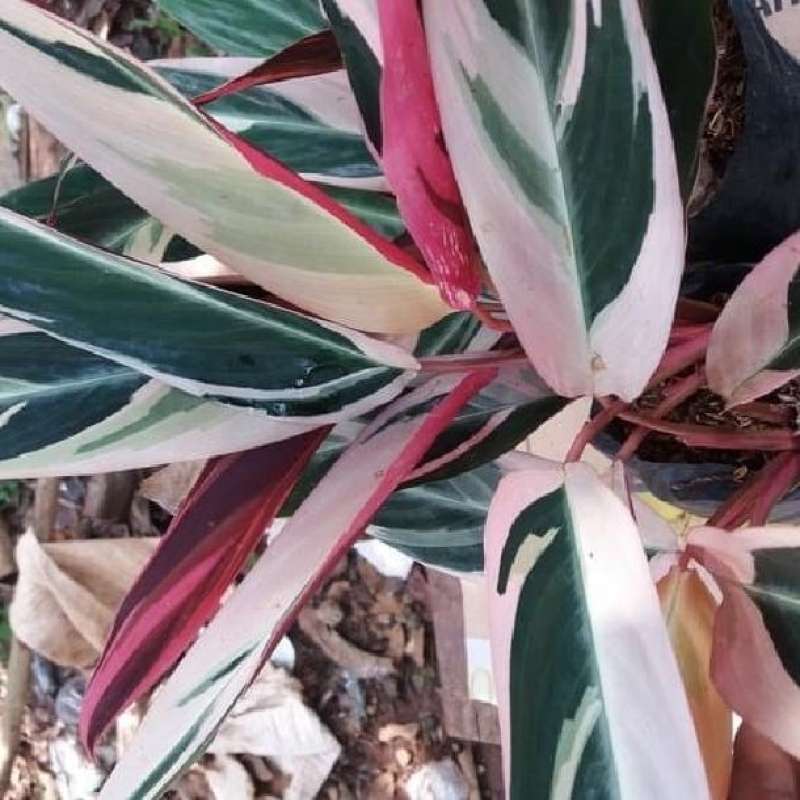 Jual tanaman hias meranti bali - pohon meranti bali di Seller Restu ...