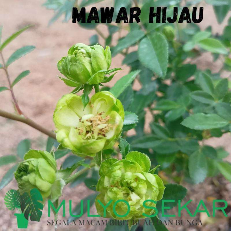 Bunga Mawar Hijau