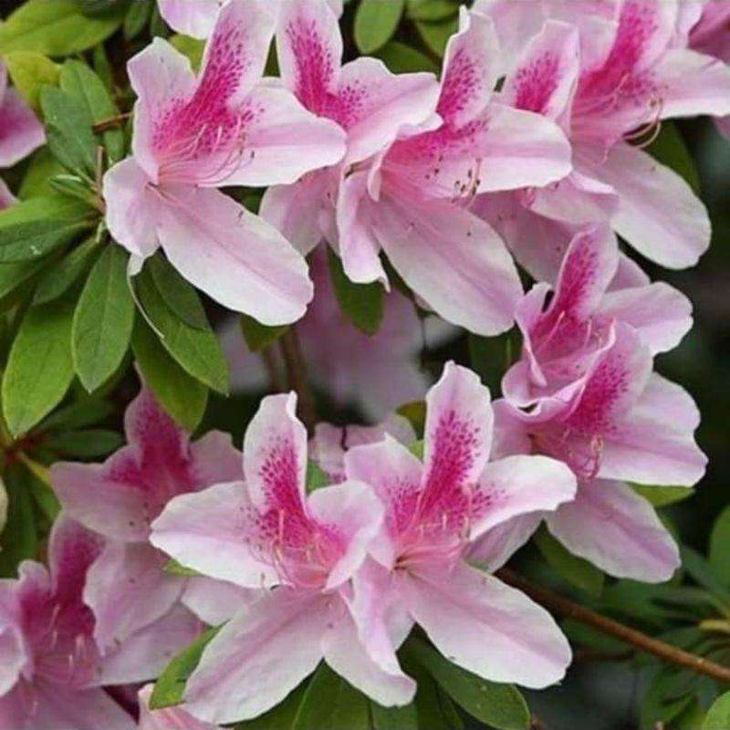 Jual Tanaman Hias Bunga Azalea Aztec - Bunga Asalia Aztec di Seller ...