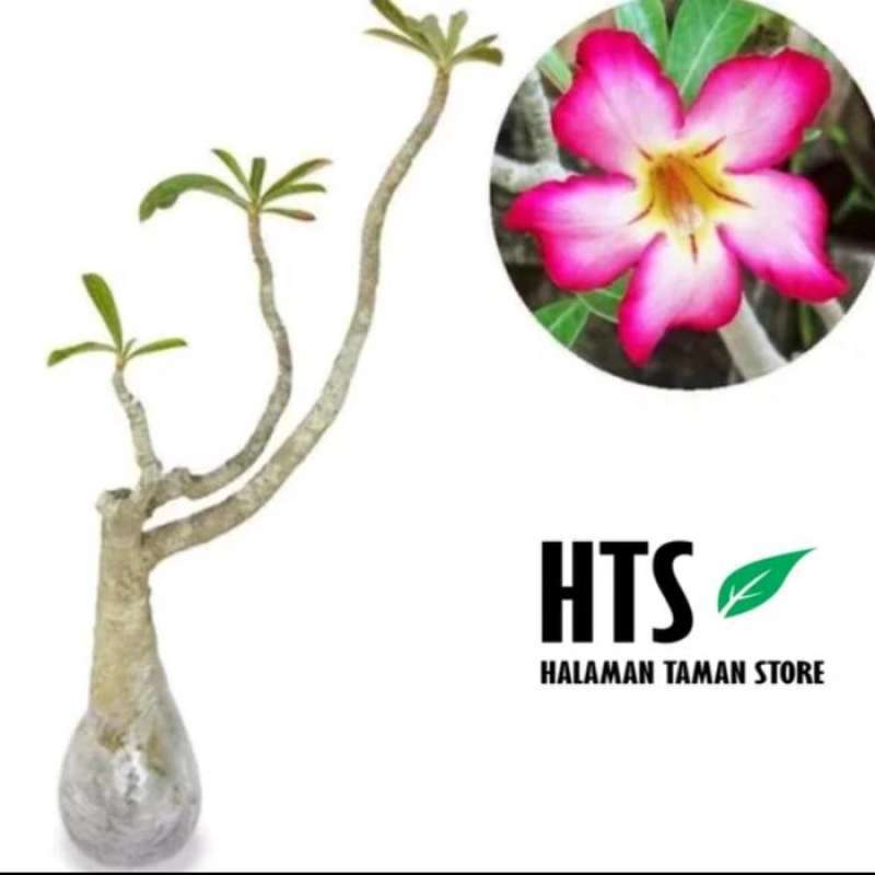 Jual tanaman hias adenium bunga tumpuk - Kamboja Jepang di Seller Teras ...