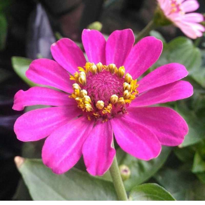 Jual Tanaman Hias Bunga Kertas Zinnia - Kembang Kertas Zinnia - Zinnia ...