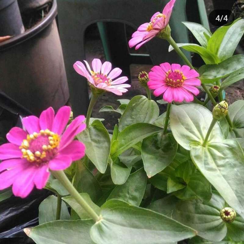 Jual Tanaman Hias Bunga Kertas Zinnia - Kembang Kertas Zinnia - Zinnia ...