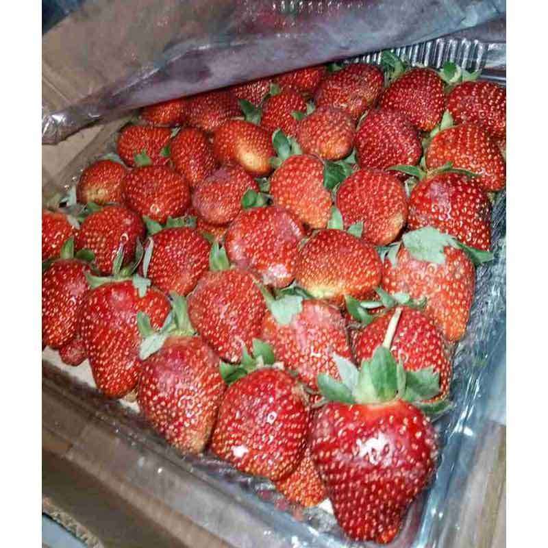 Jual Strawberry Segar 1 kg - buah strawberry siap makan fresh Halal di ...