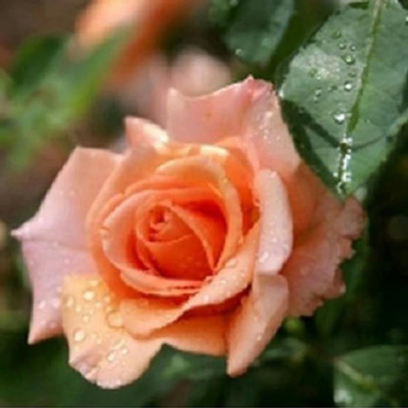 Paling Populer 28+ Bunga Mawar Hias - Gambar Bunga Indah