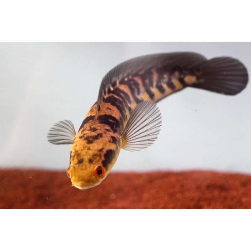 Jual Channa Maru Bar Simet Original Harga Termurah April 2024 | Blibli