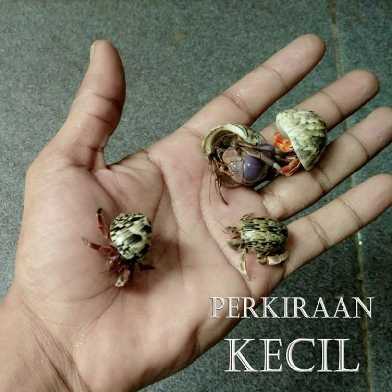 Promo kelomang keong umang kumang pompongan mainan edukasi anak umang ...