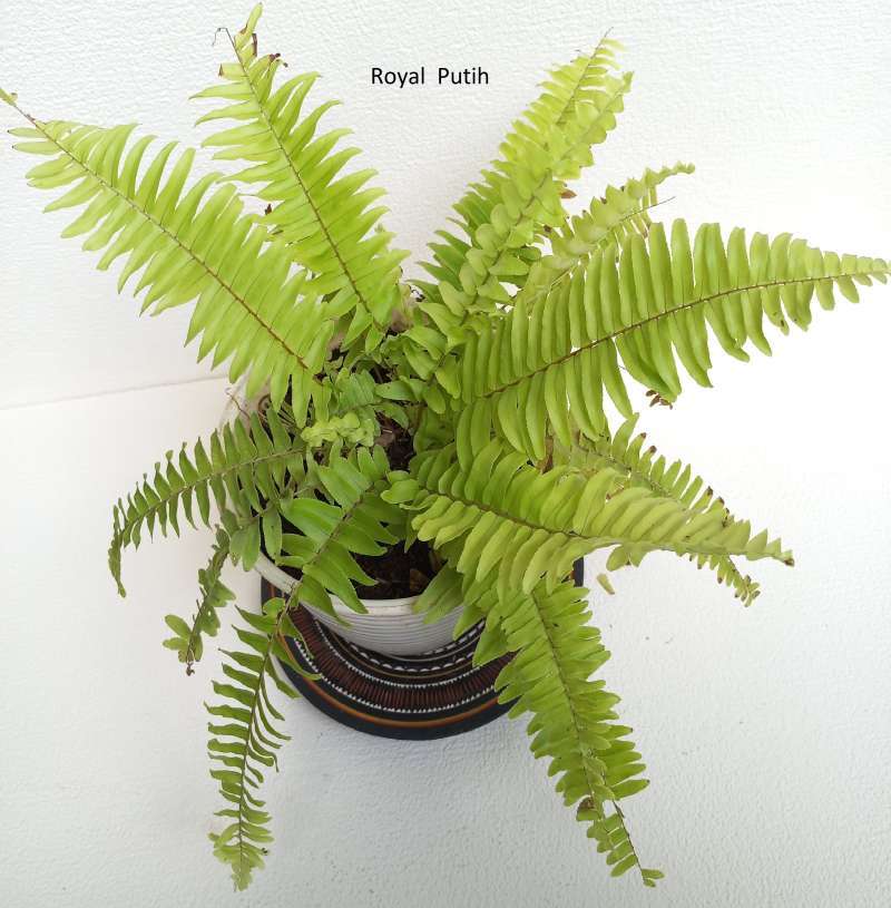 Tanaman Pakis - Harga Terbaru Oktober 2025