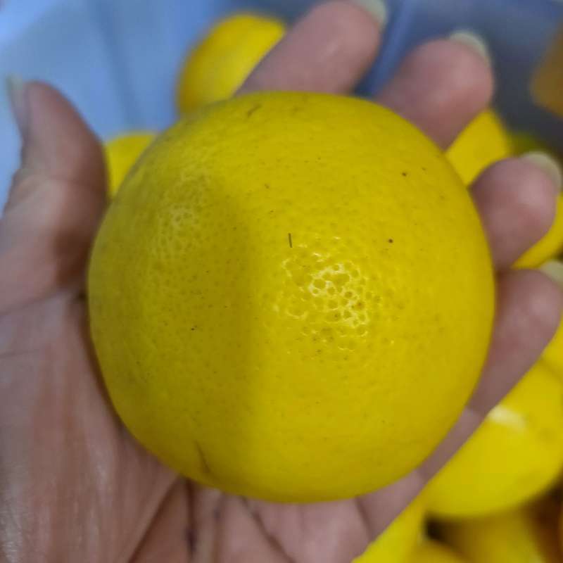 Jual Buah Lemon 1kg Lokal Halal di Seller Clarif_jaya - Cengkareng ...
