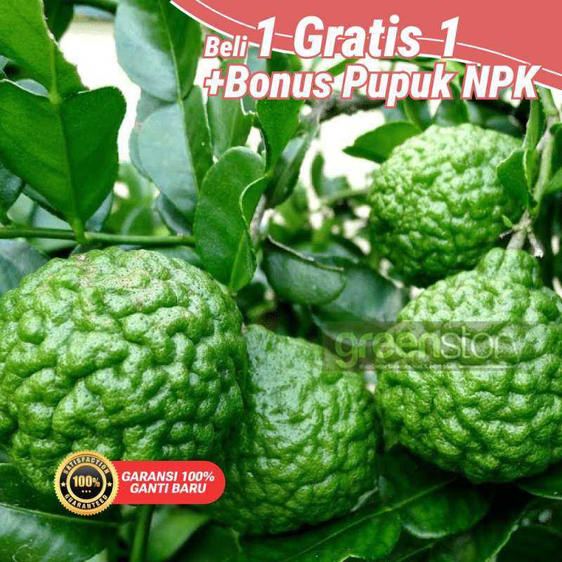 Jeruk Purut