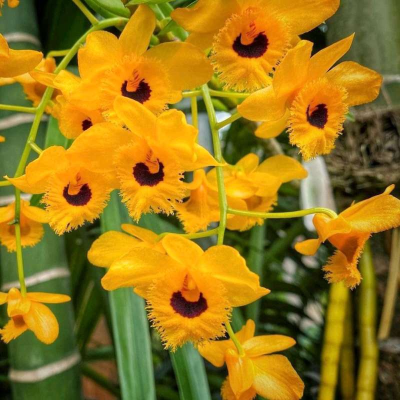 Jual Anggrek Dendrobium Fimbriatum Di Seller Toserba Jaya Kediri ...