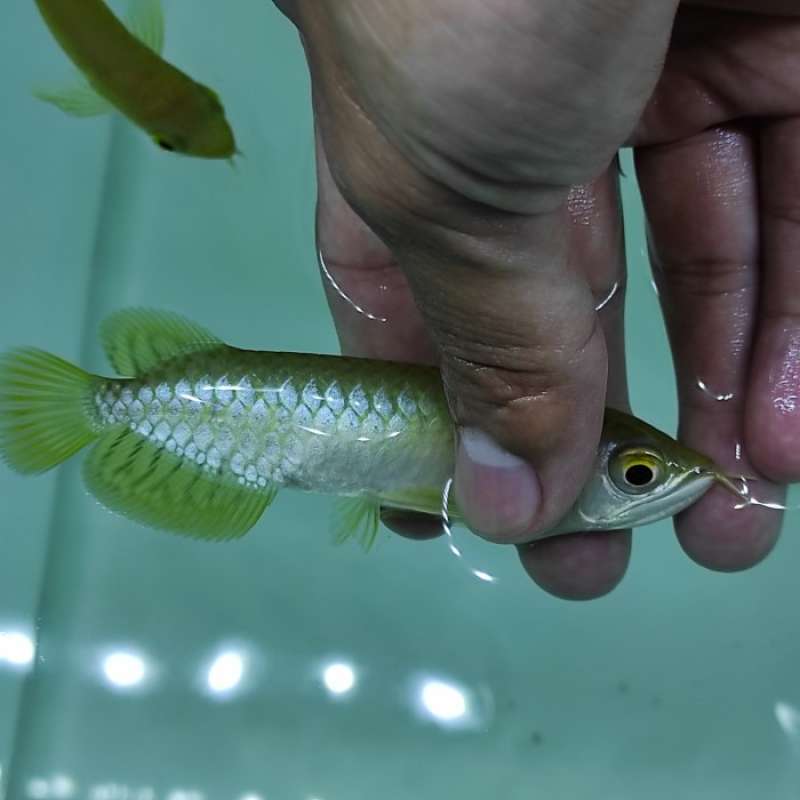 Promo Ikan Arwana/arowana Banjar Red -+12 Cm Include Serti Dan Chip ...