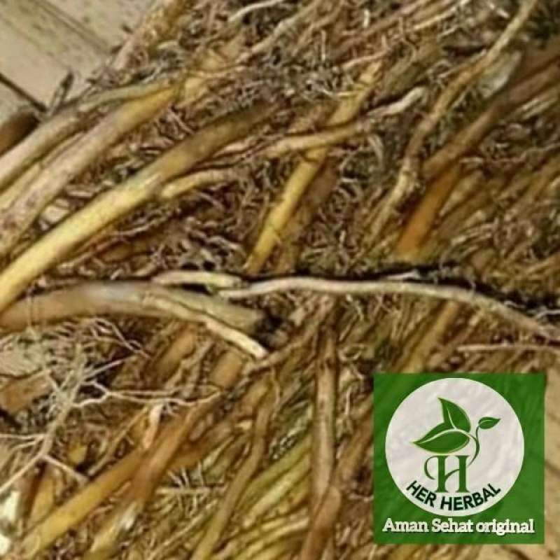 Jual Akar Bambu Kuning segar 1 kg Bersih Anti kanker di Seller ...