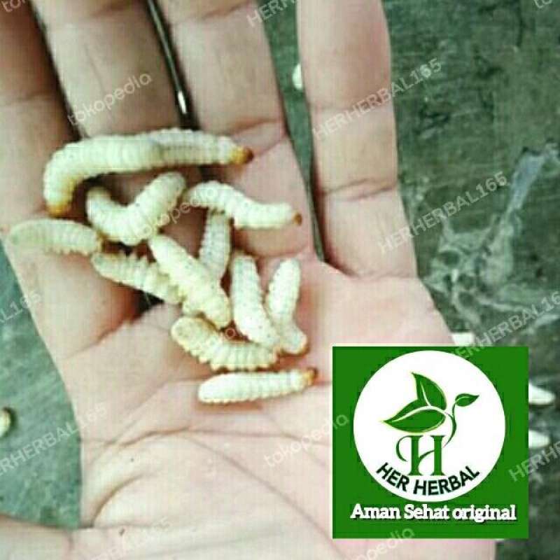 Jual ulat bambu umpan mancing atau pakan burung 50 ekor di Seller ...