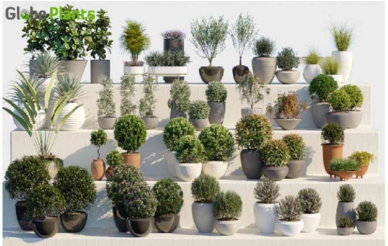 Jual Globe Plants â Bundle 01 â Ornamental and Decorative Pot Plants di ...
