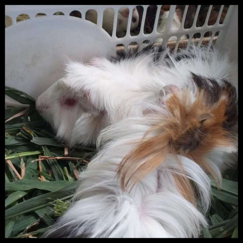 Promo ready stock marmut hias peruvian paud (anakan) harga special ...