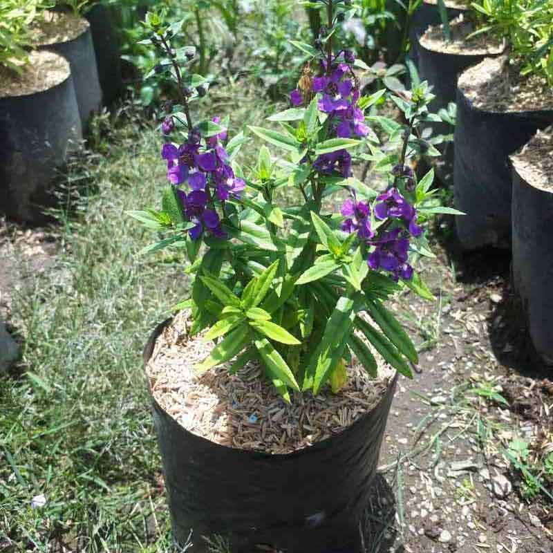 Ini Dia! 29+ Tanaman Bunga Desa yang Lagi Viral - Informasi Seputar ...