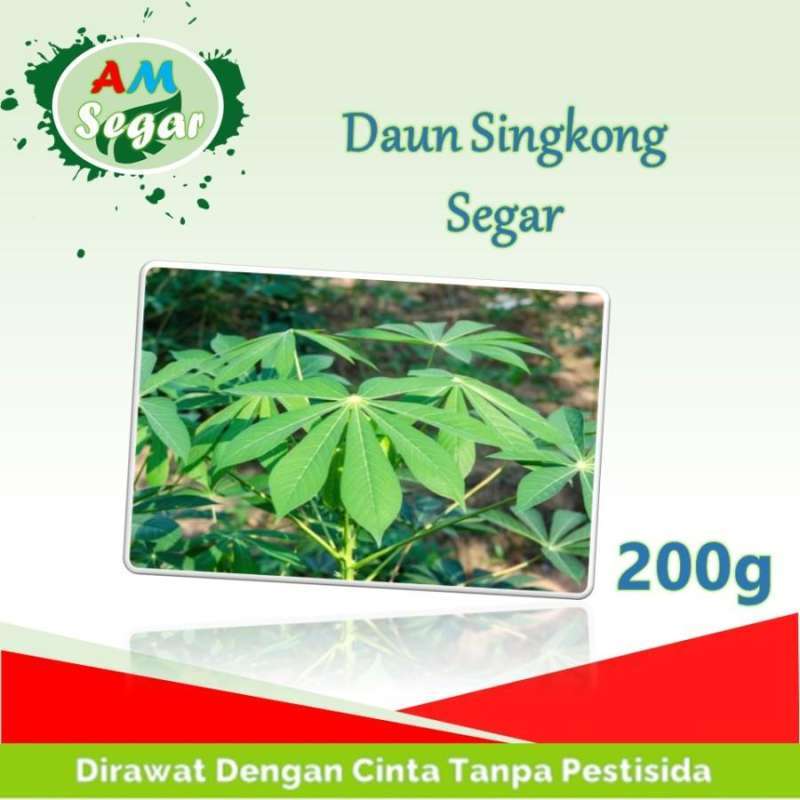 Jual Daun singkong ORGANIK/ Sayur Singkong SEGAR/ Sayur daun singkong ...