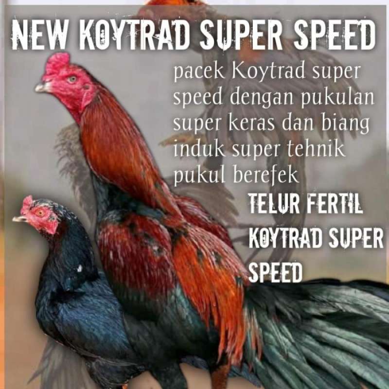 Jual Pacek Ayam Bangkok Termurah - Harga Grosir Terupdate Hari Ini | Blibli