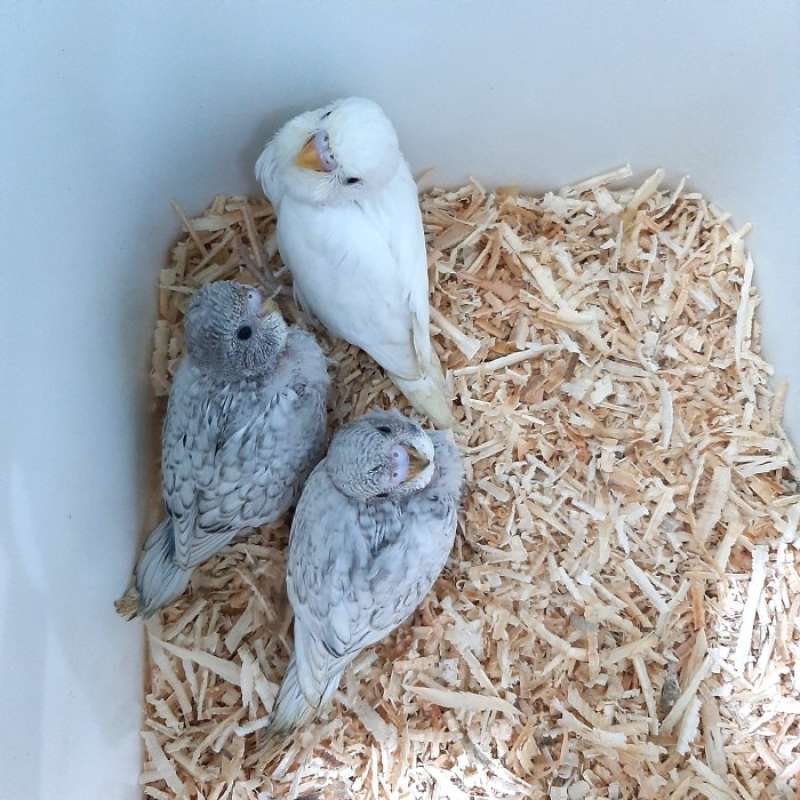 Jual Burung Parkit Lolohan Jinak Mutasi Spangle Dompied di Seller DENTA ...