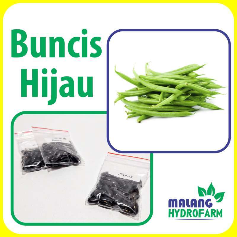Jual Benih Buncis Hijau Unggulan berkualitas biji bibit hydroponik ...