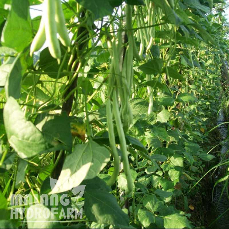 Jual Benih Buncis Hijau Unggulan berkualitas biji bibit hydroponik ...