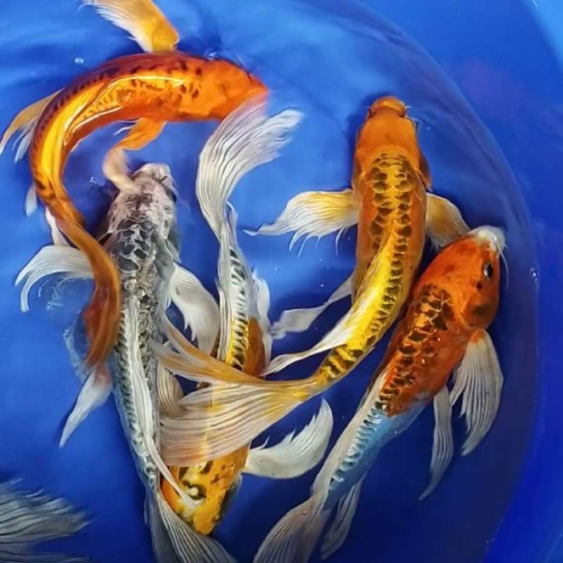 Ikan Koi Slayer