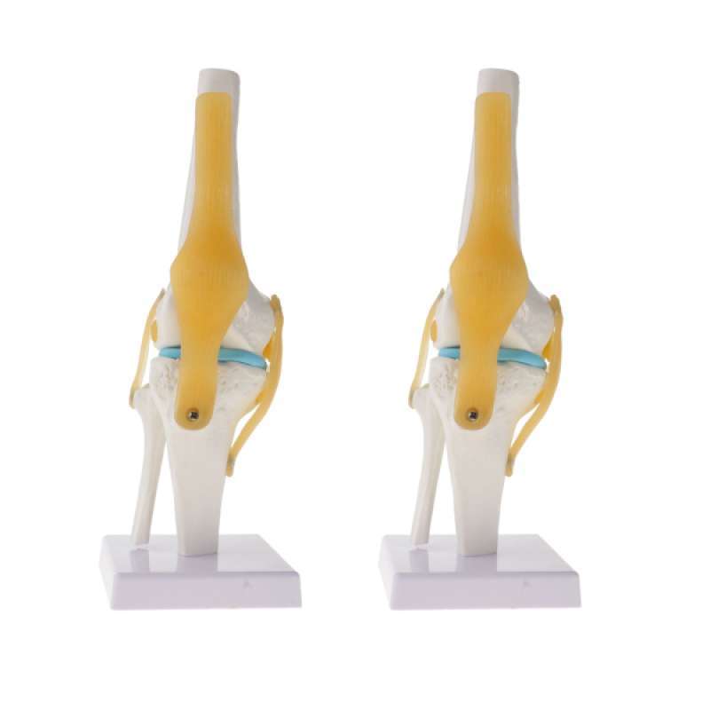 Jual 2 Sets Educational Lifesize Human Knee Joint Skeleton Model ...