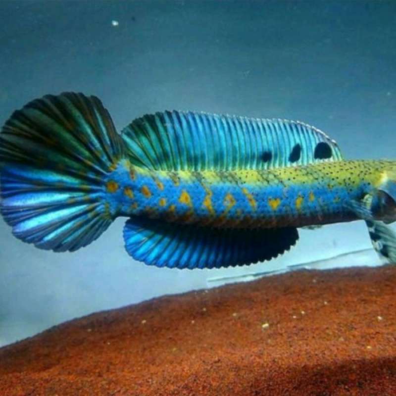 Promo channa blue pulchra PAKET 3EKOR GRADE A 7/8/9cm CALGON FULL DOT ...